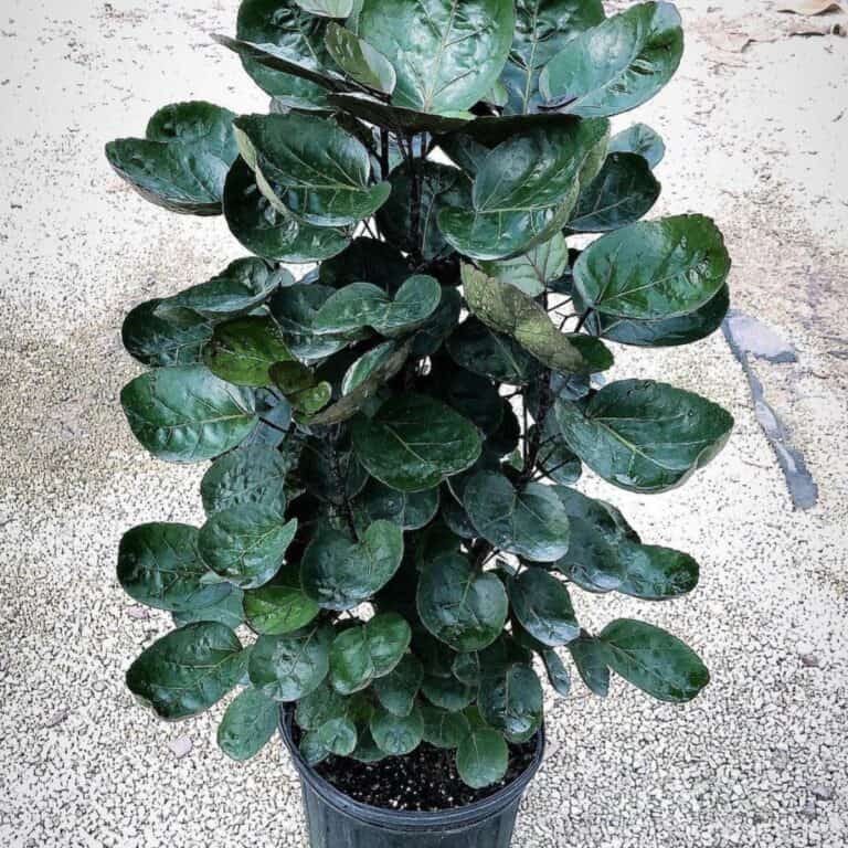 Aralia Fabian: Growing and Care Tips