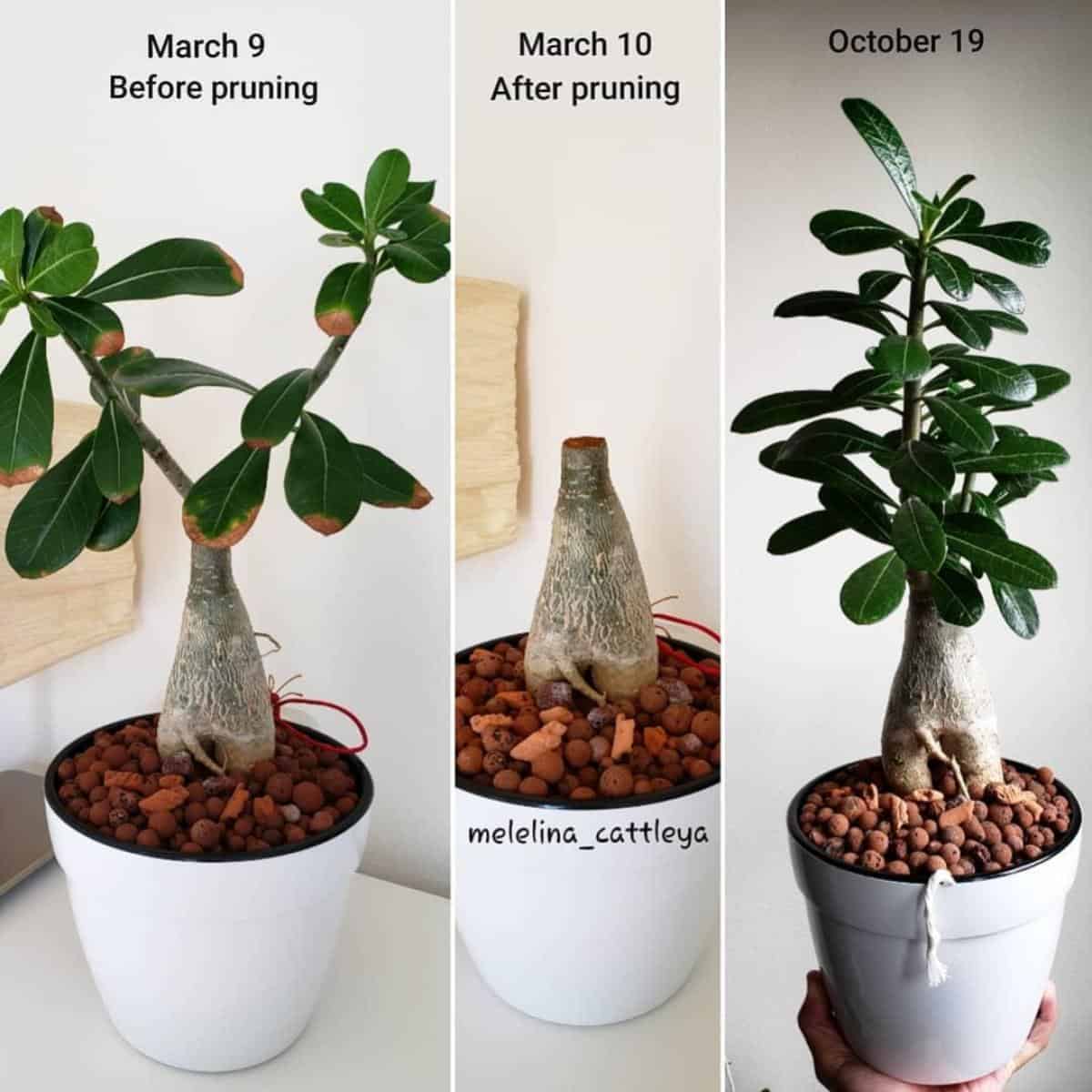 Tips On Pruning Desert Rose Plants When Why How