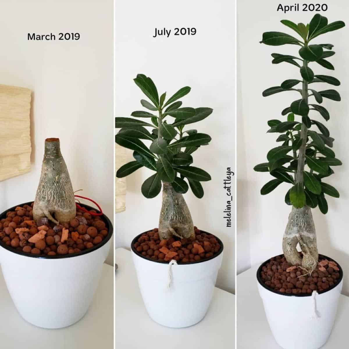 Tips On Pruning Desert Rose Plants When Why How