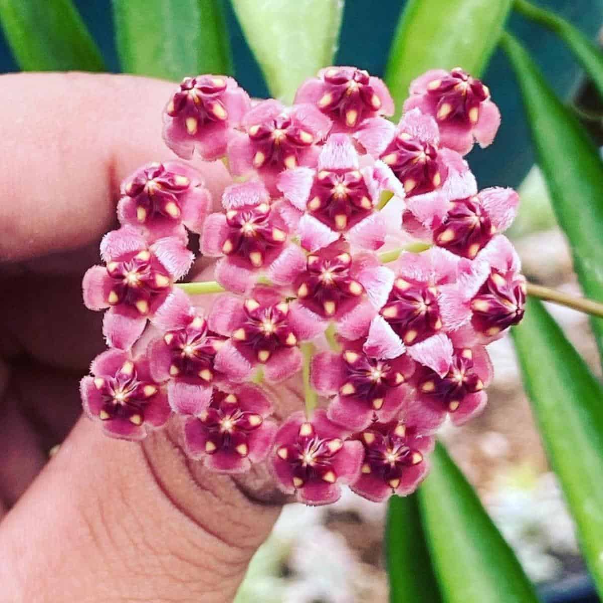 Tips On Hoya Wayetii Care: Growing | Watering | Light | Soil