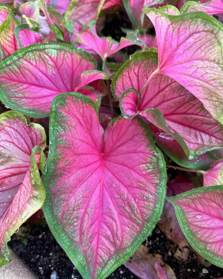 How Disney Uses Caladiums for Color At EPCOT and Hollywood Studios