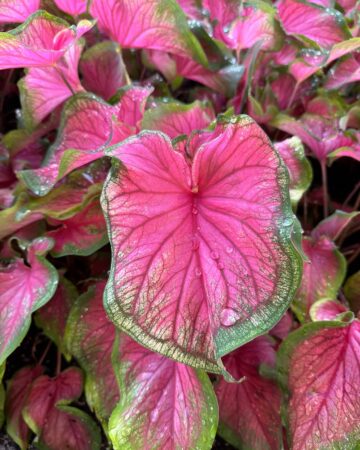 How Disney Uses Caladiums for Color At EPCOT and Hollywood Studios