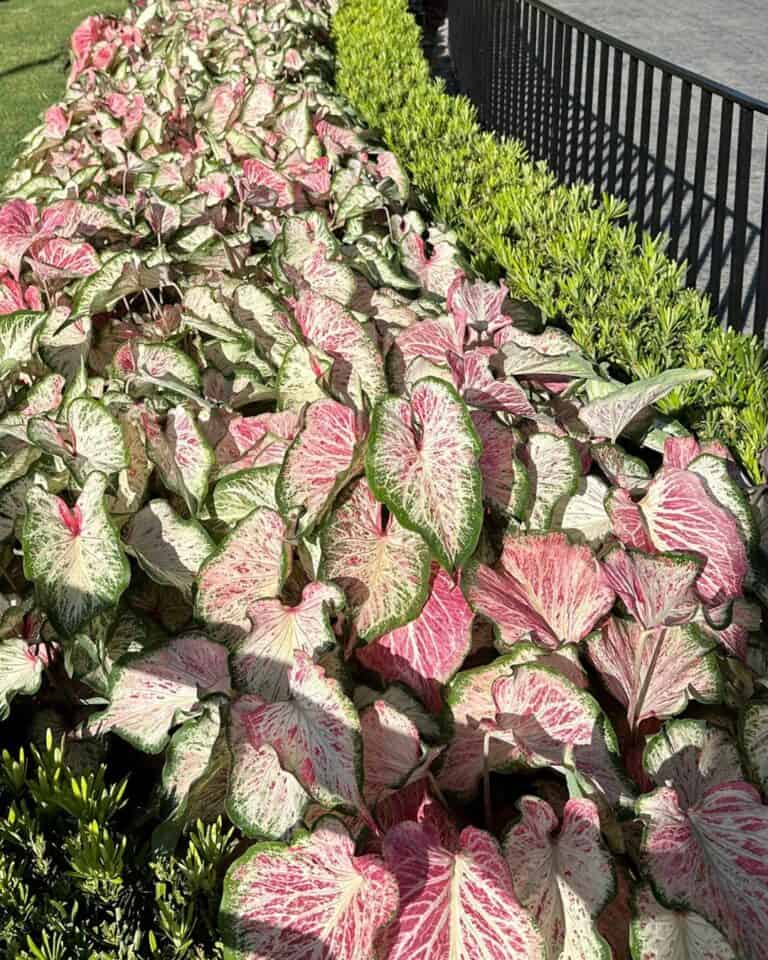 How Disney Uses Caladiums for Color At EPCOT and Hollywood Studios