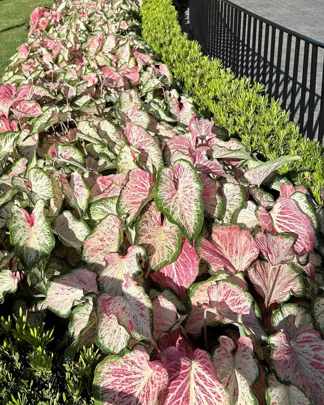 How Disney Uses Caladiums for Color At EPCOT and Hollywood Studios ...