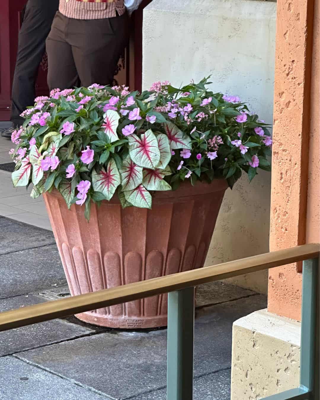 How Disney Uses Caladiums for Color At EPCOT and Hollywood Studios