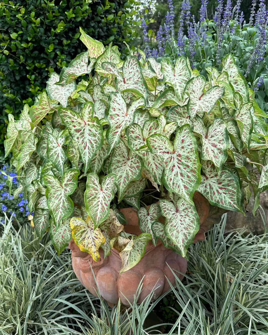 How Disney Uses Caladiums for Color At EPCOT and Hollywood Studios