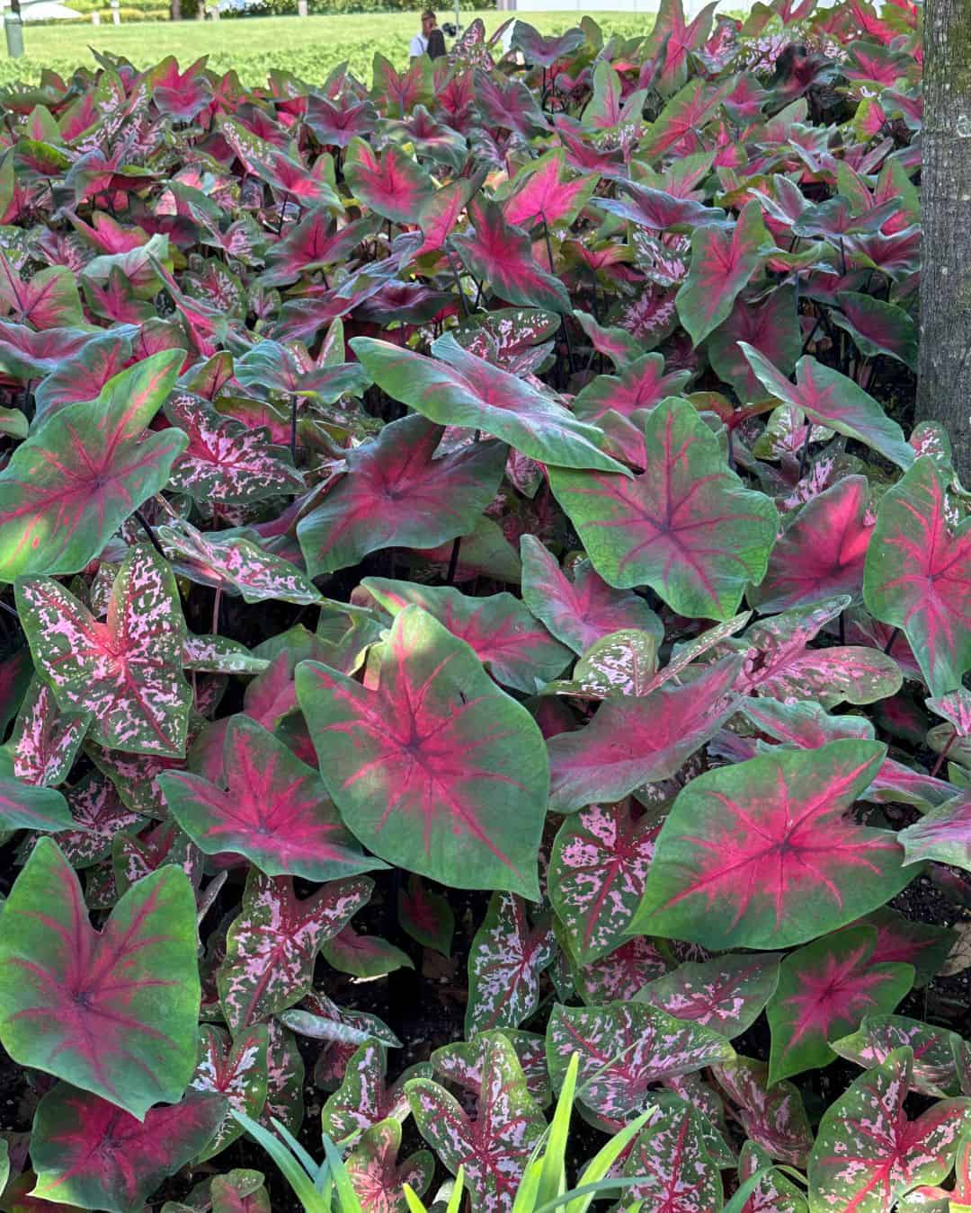 How Disney Uses Caladiums for Color At EPCOT and Hollywood Studios