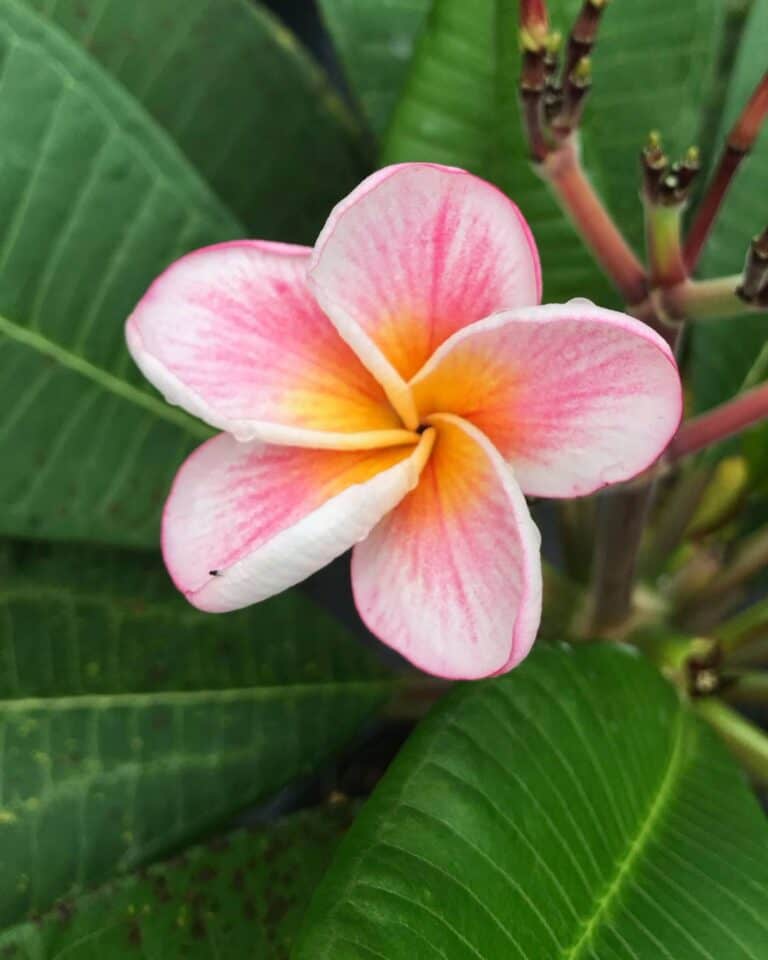 25 Plumeria FLowers That Will WOW You