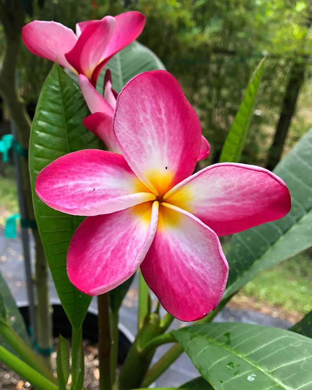 What Color Are Plumeria Flowers? A Guide to Their Vibrant Hues
