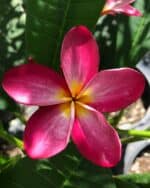 25 Plumeria FLowers That Will WOW You