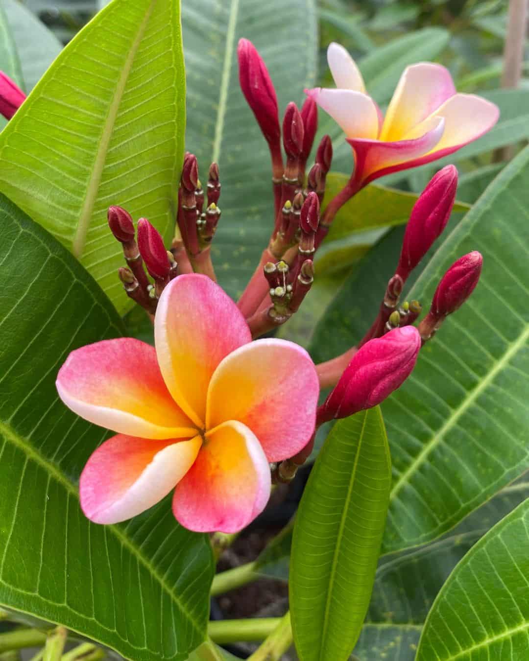 What Color Are Plumeria Flowers? A Guide to Their Vibrant Hues