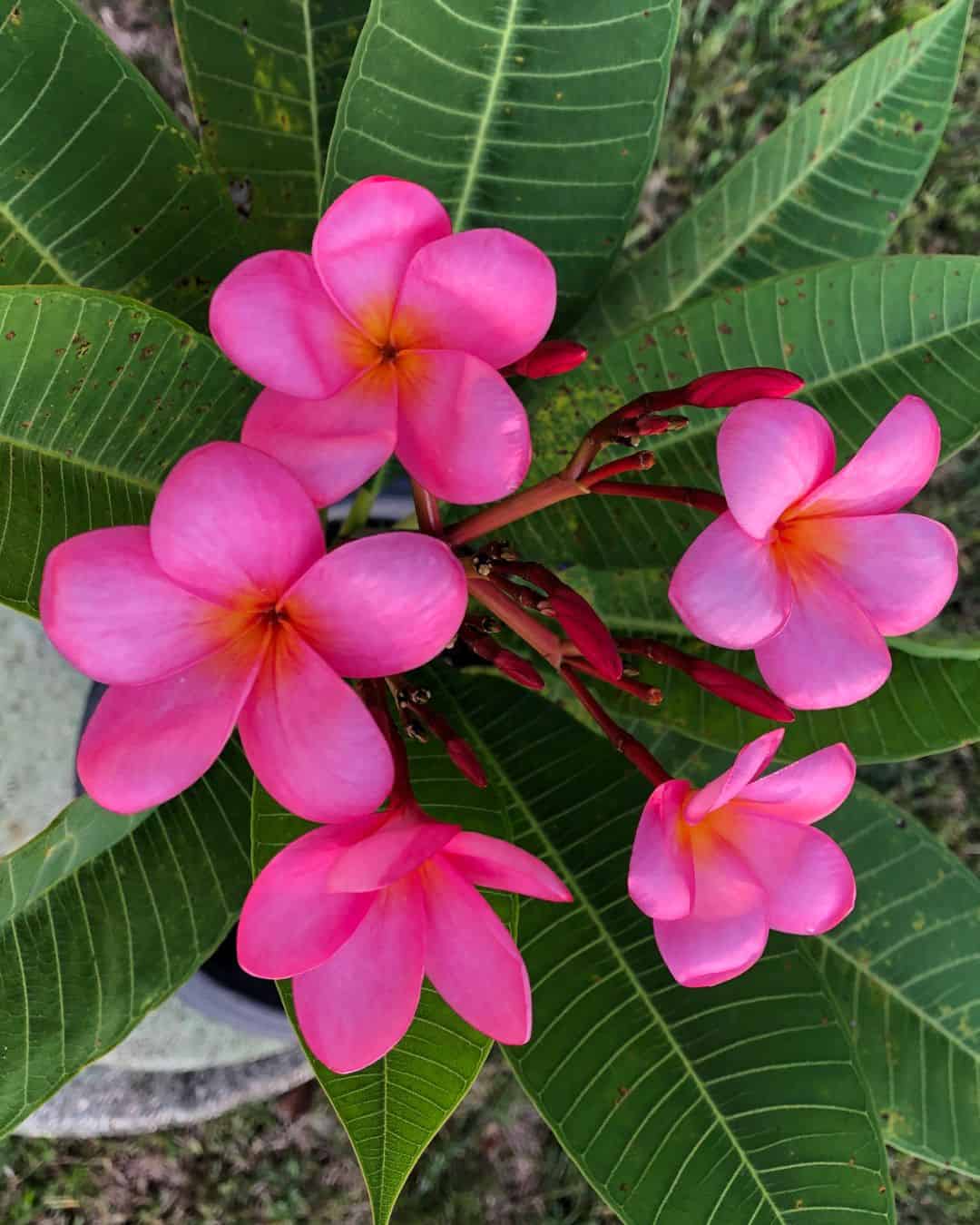 25 Plumeria FLowers That Will WOW You
