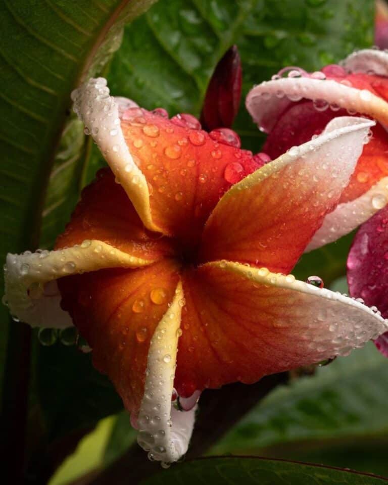25 Plumeria FLowers That Will WOW You