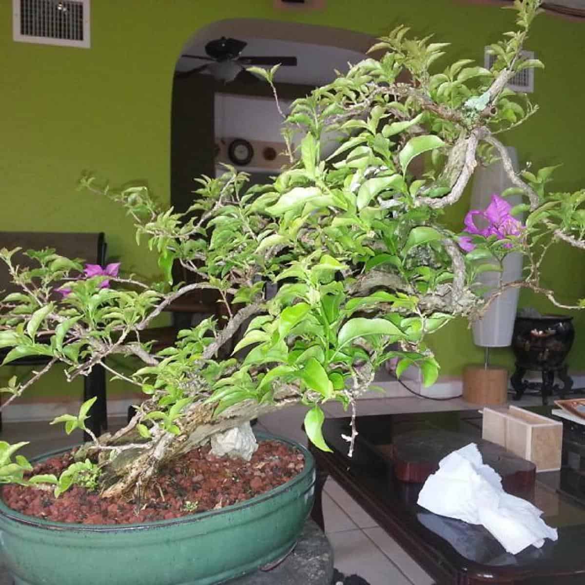 Bougainvillea Fertilizing When To Fertilize Bougainvillea Plants