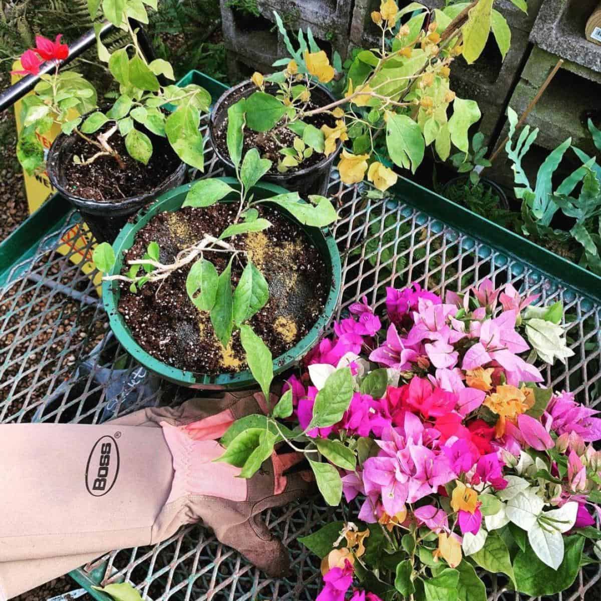 Bougainvillea Fertilizing When To Fertilize Bougainvillea Plants