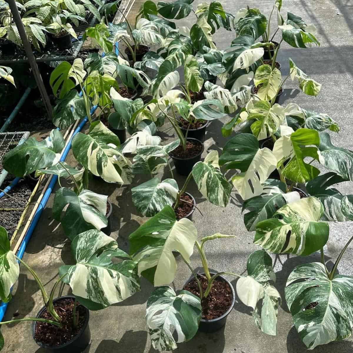 10 Popular Types of Monstera Plants and Vines