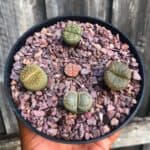 9 Fascinating Lithops Traits That Will Blow Your Mind: Uncovering the ...