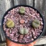 9 Fascinating Lithops Traits That Will Blow Your Mind: Uncovering the ...