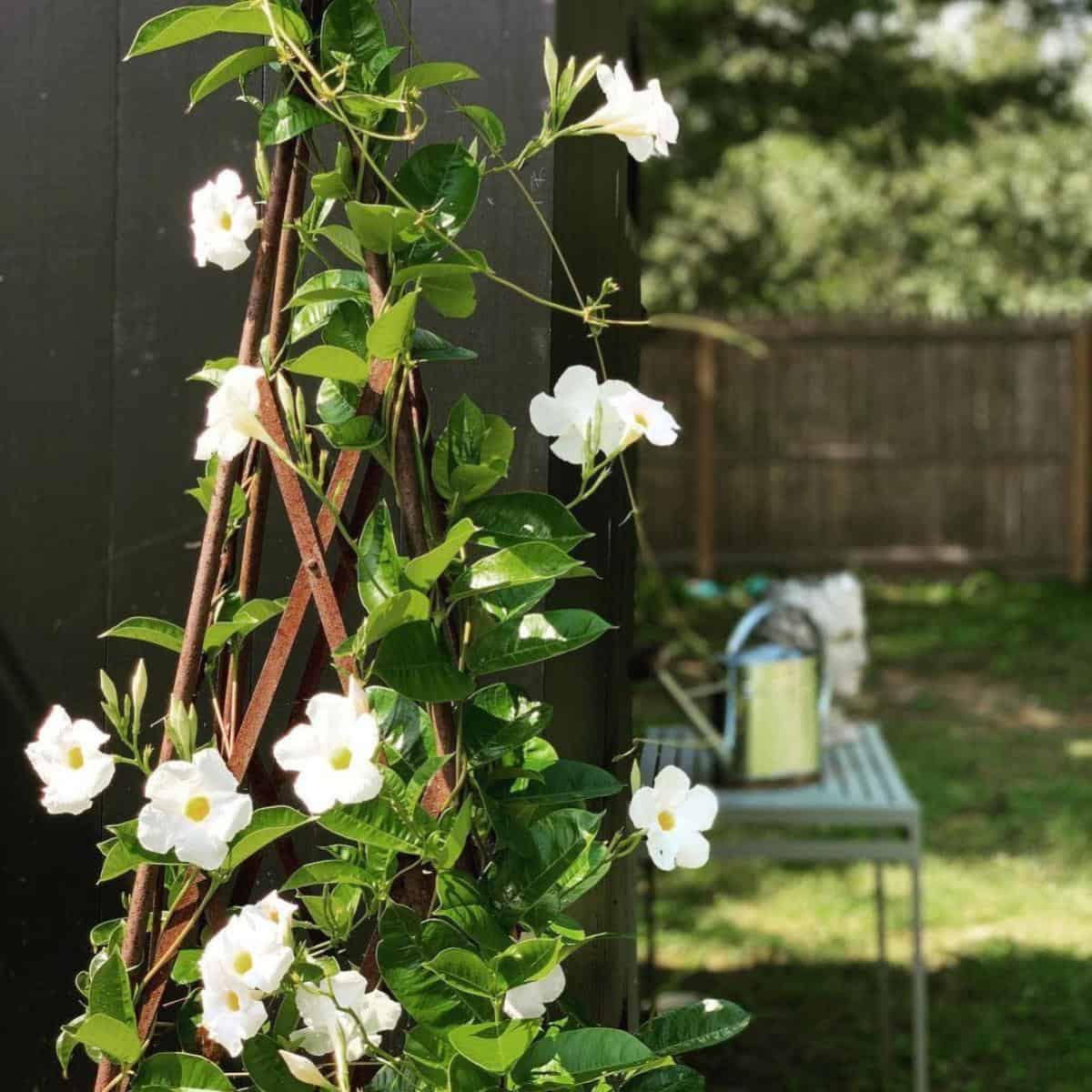Growing Mandevilla Vine In Pots: How To Care For Potted Mandevillas