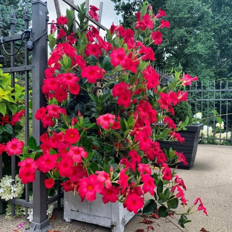 Growing Mandevilla Vine In Pots: How To Care For Potted Mandevillas
