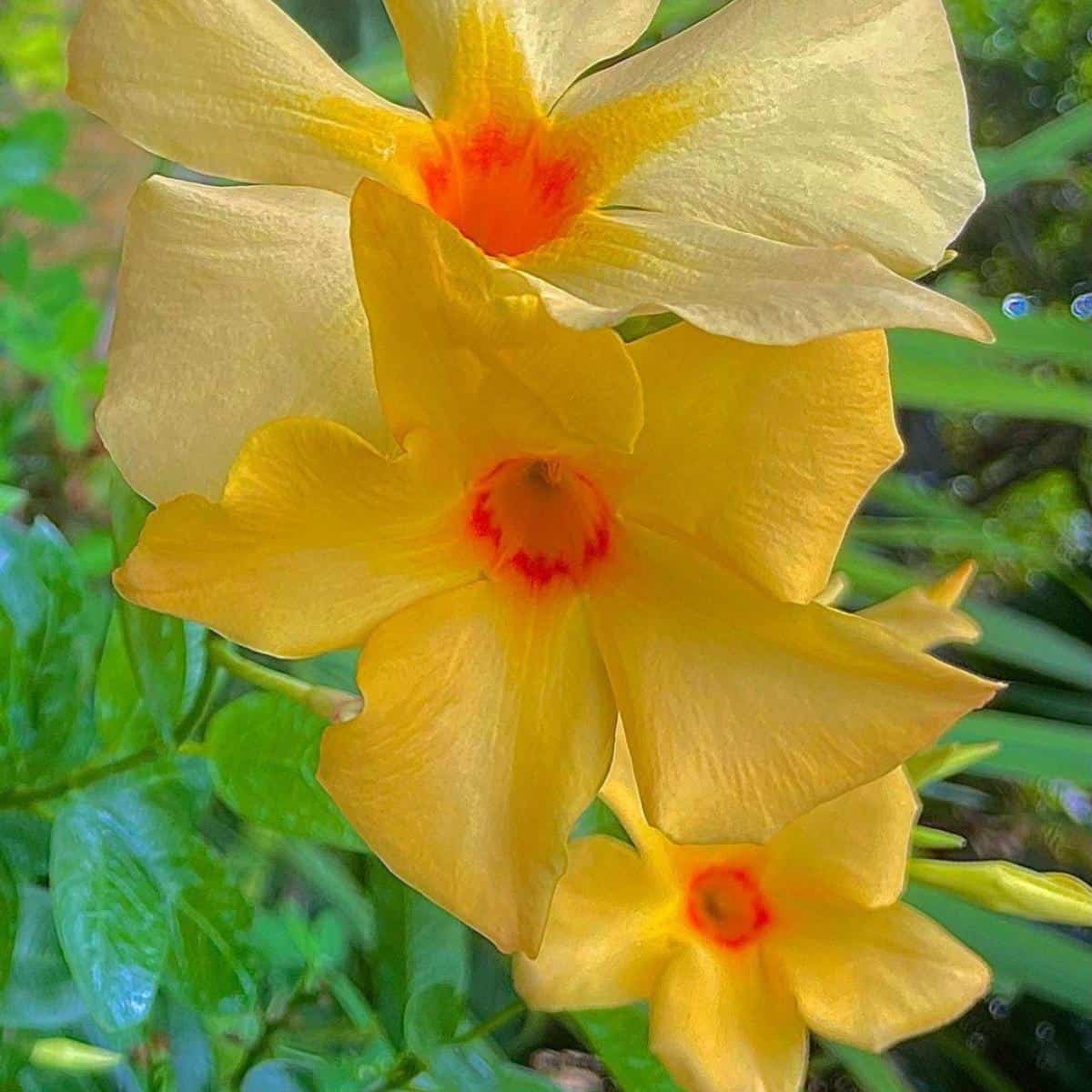 Growing Mandevilla Vine In Pots: How To Care For Potted Mandevillas