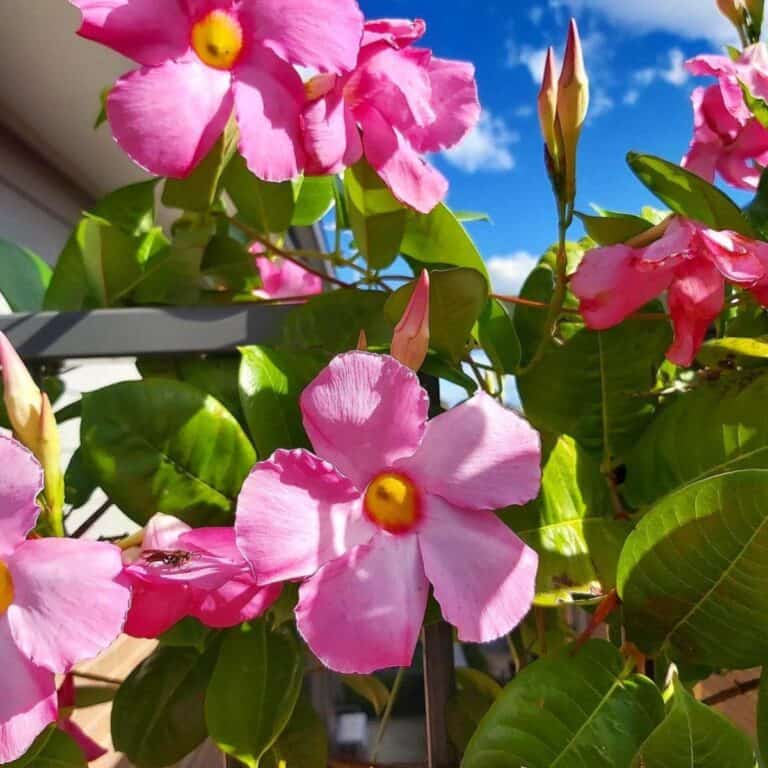Growing Mandevilla Vine In Pots: How To Care For Potted Mandevillas