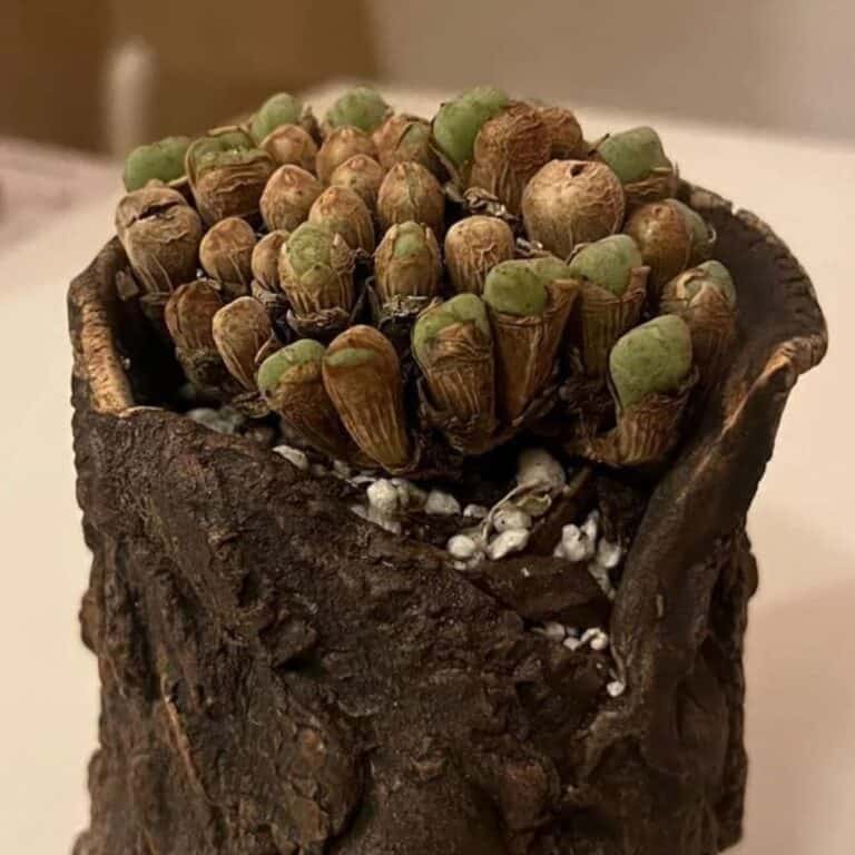 The Unique World Of Conophytum Succulents