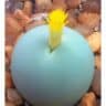 The Unique World Of Conophytum Succulents