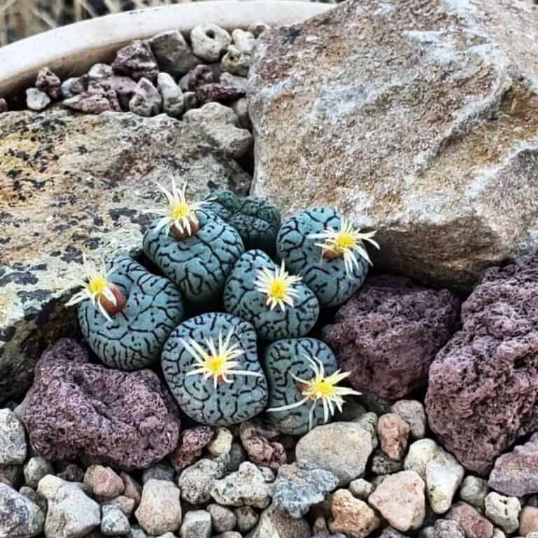 The Unique World Of Conophytum Succulents