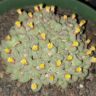 The Unique World Of Conophytum Succulents
