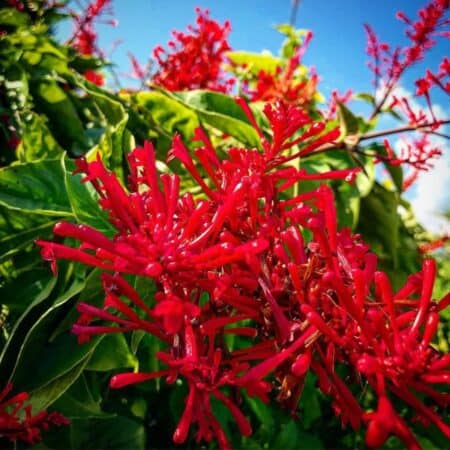 Firespike Plant Care Tips: Growing Odontonema Strictum