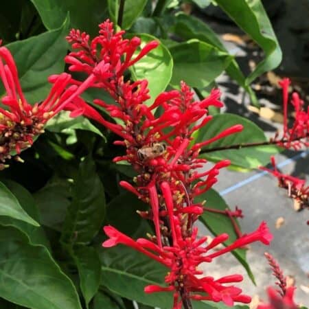 Firespike Plant Care Tips: Growing Odontonema Strictum