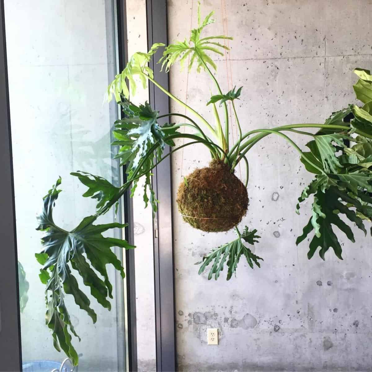 Philodendron Selloum Care: Growing The Split-leaf Philodendron