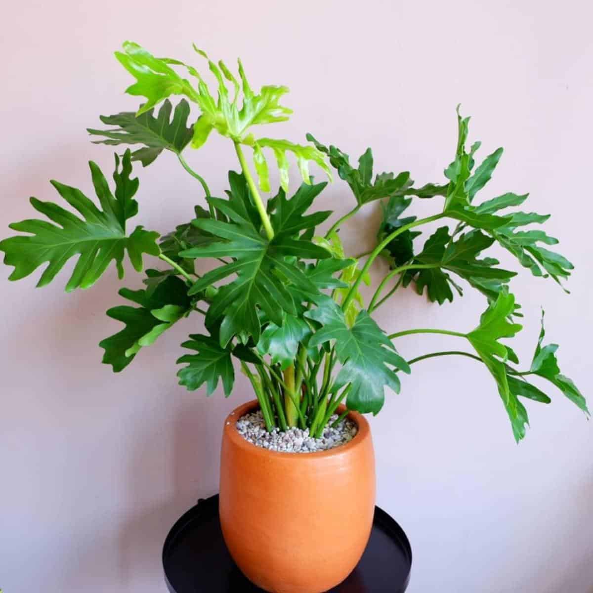 Philodendron Selloum Care: Growing The Split-leaf Philodendron