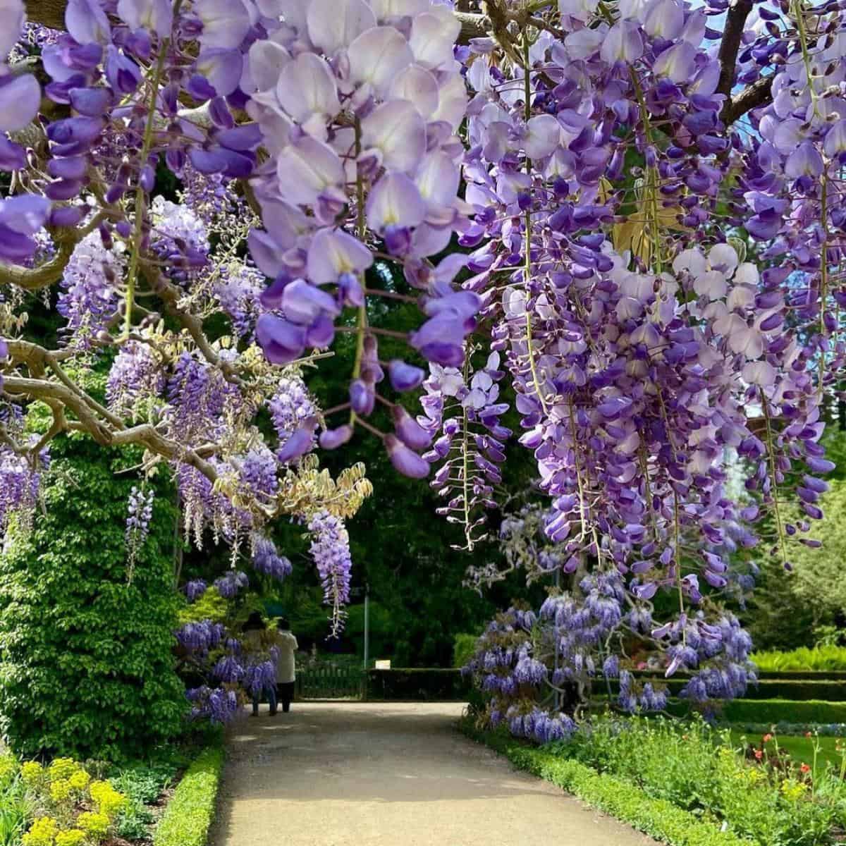 How To Kill Wisteria Vine | PlantCareToday.com