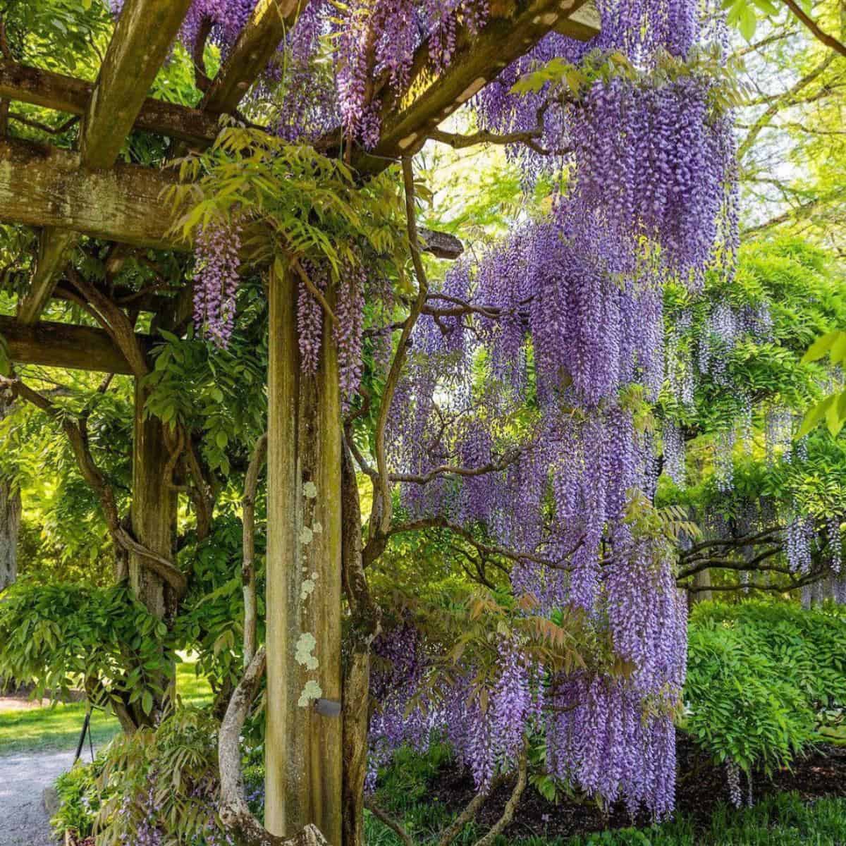 How To Kill Wisteria Vine | PlantCareToday.com