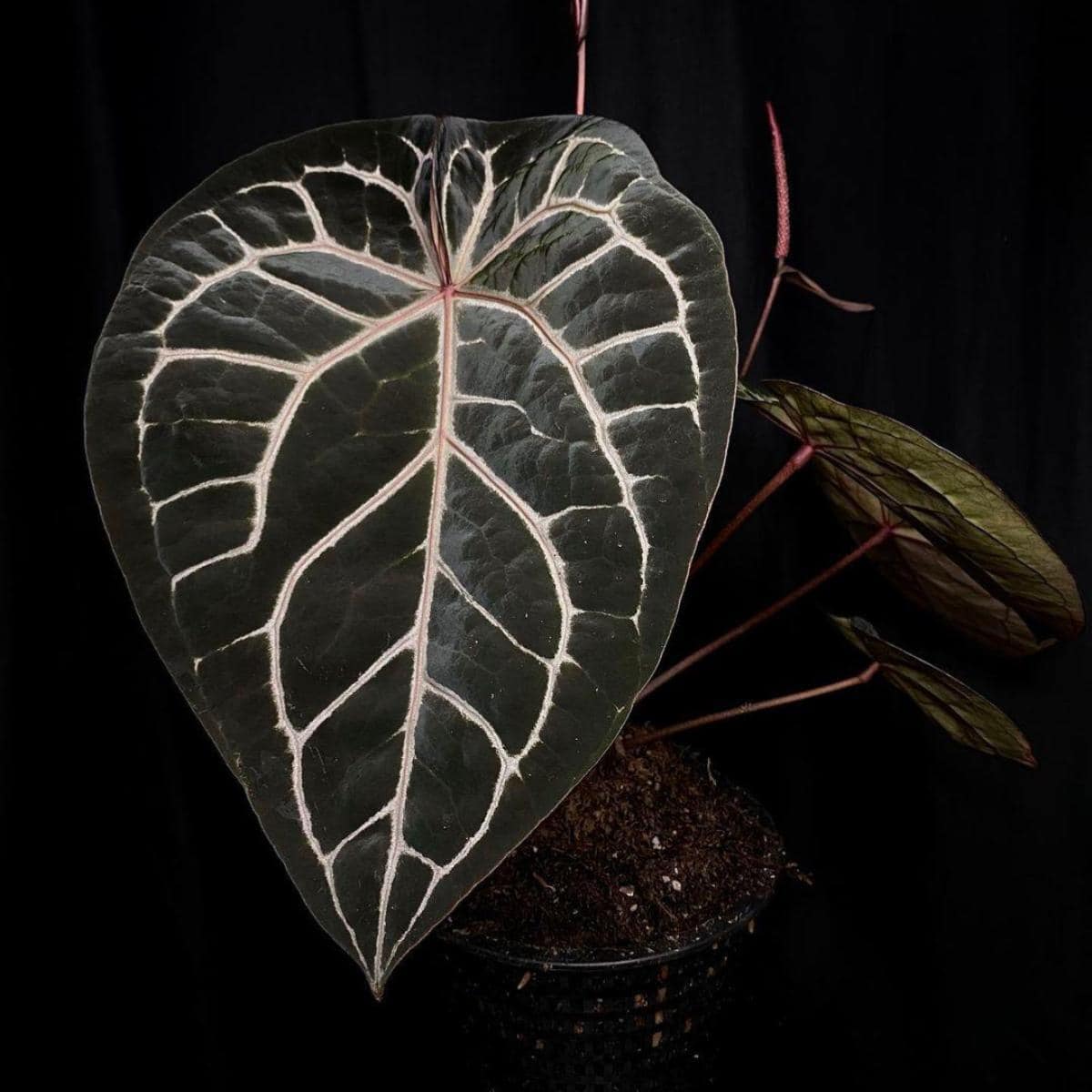 Anthurium Fertilizer: When Or How To Fertilize Anthurium Plants