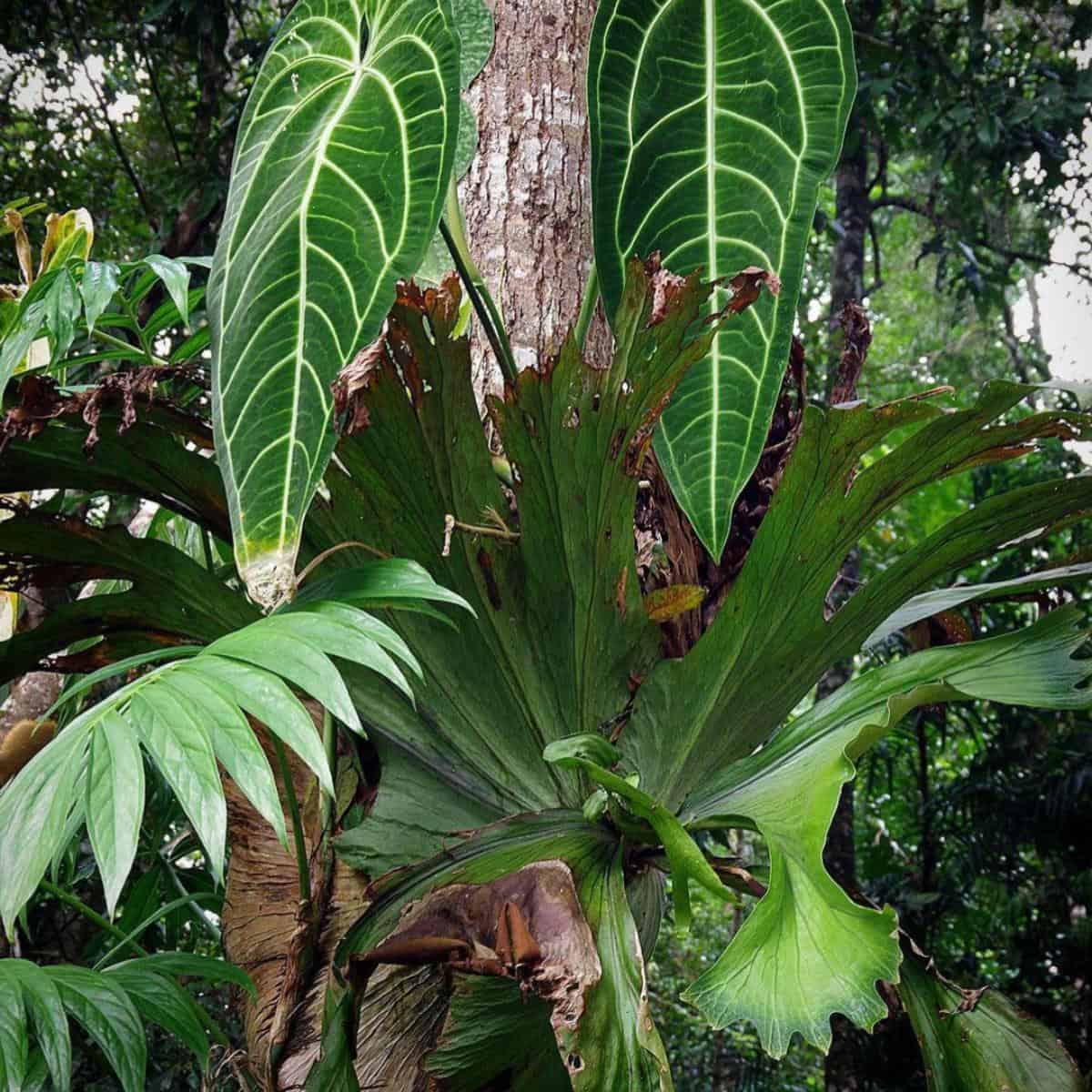 Anthurium Fertilizer: When Or How To Fertilize Anthurium Plants