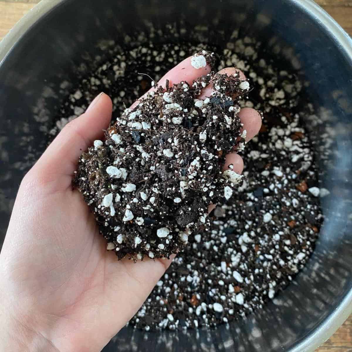 Chinese Evergreen Soil Mix: Potting Soil For Aglaonema Plants