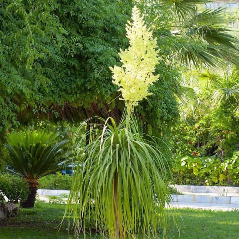 Ponytail Palm Care Outdoors: Growing Pony Tail Palms Outside