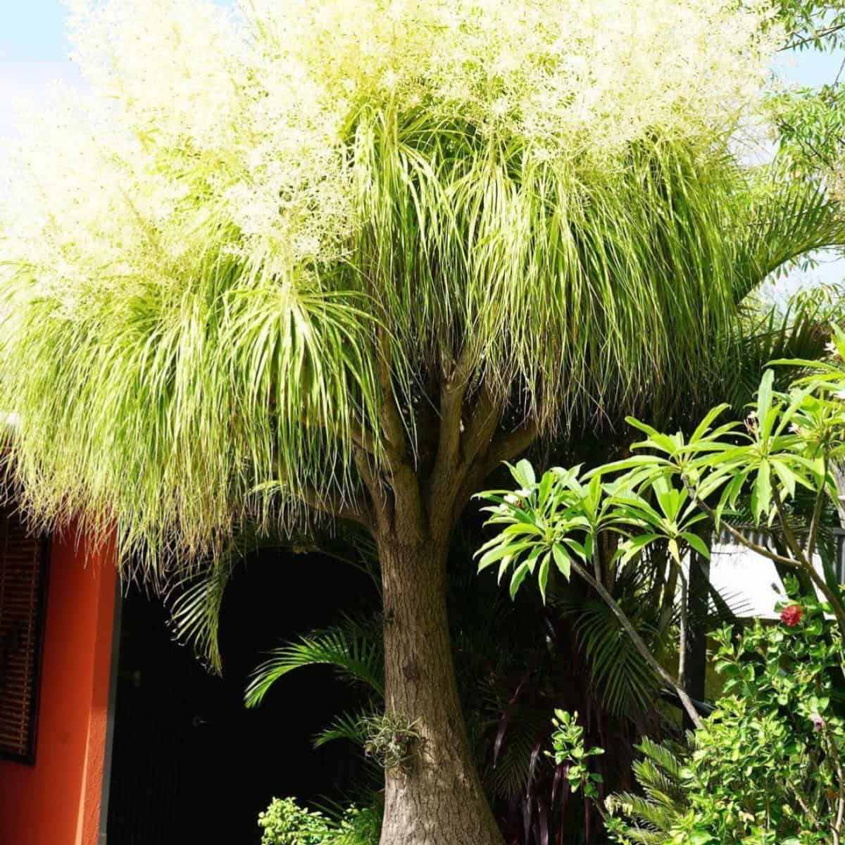 Ponytail Palm Care Outdoors: Growing Pony Tail Palms Outside