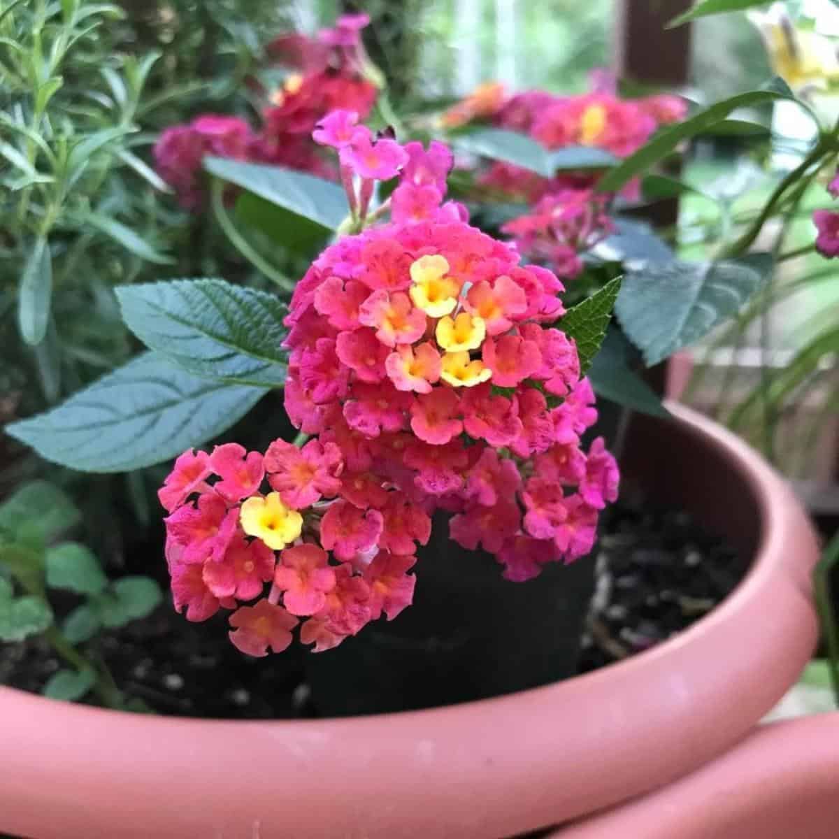 Tips On Growing And Care Of Lantana In Pots