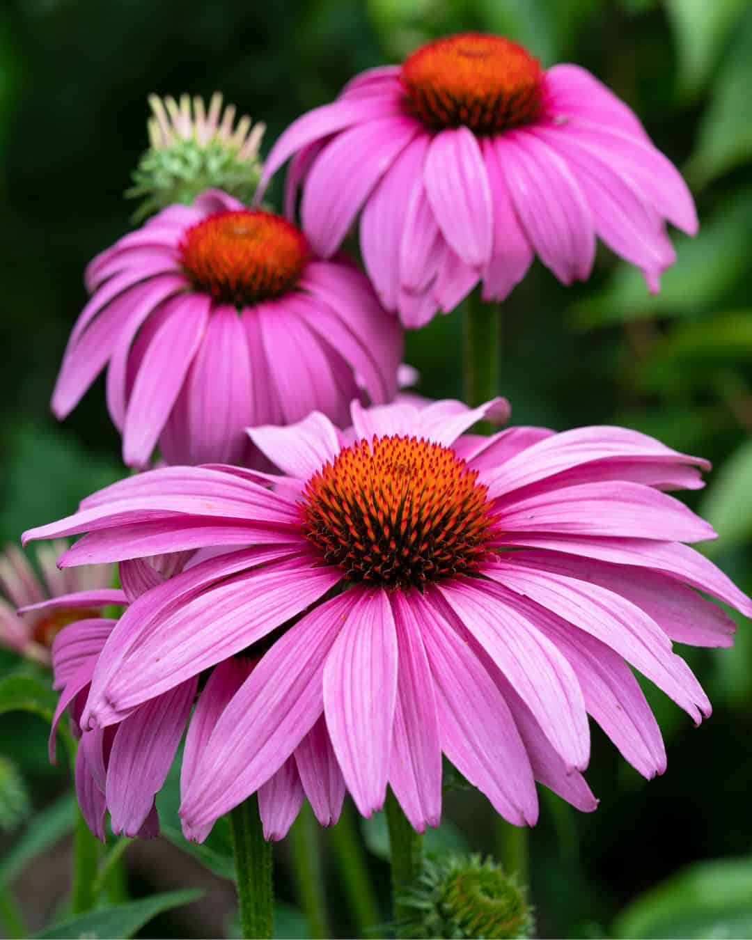 11 Flowers To Plant In August For Dazzling Spring And Summer Blooms