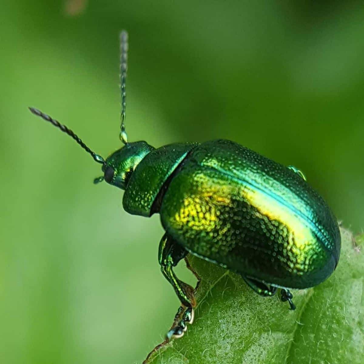 Shiny Green Beetles: How To Get Rid Of Metallic Beetle Bugs