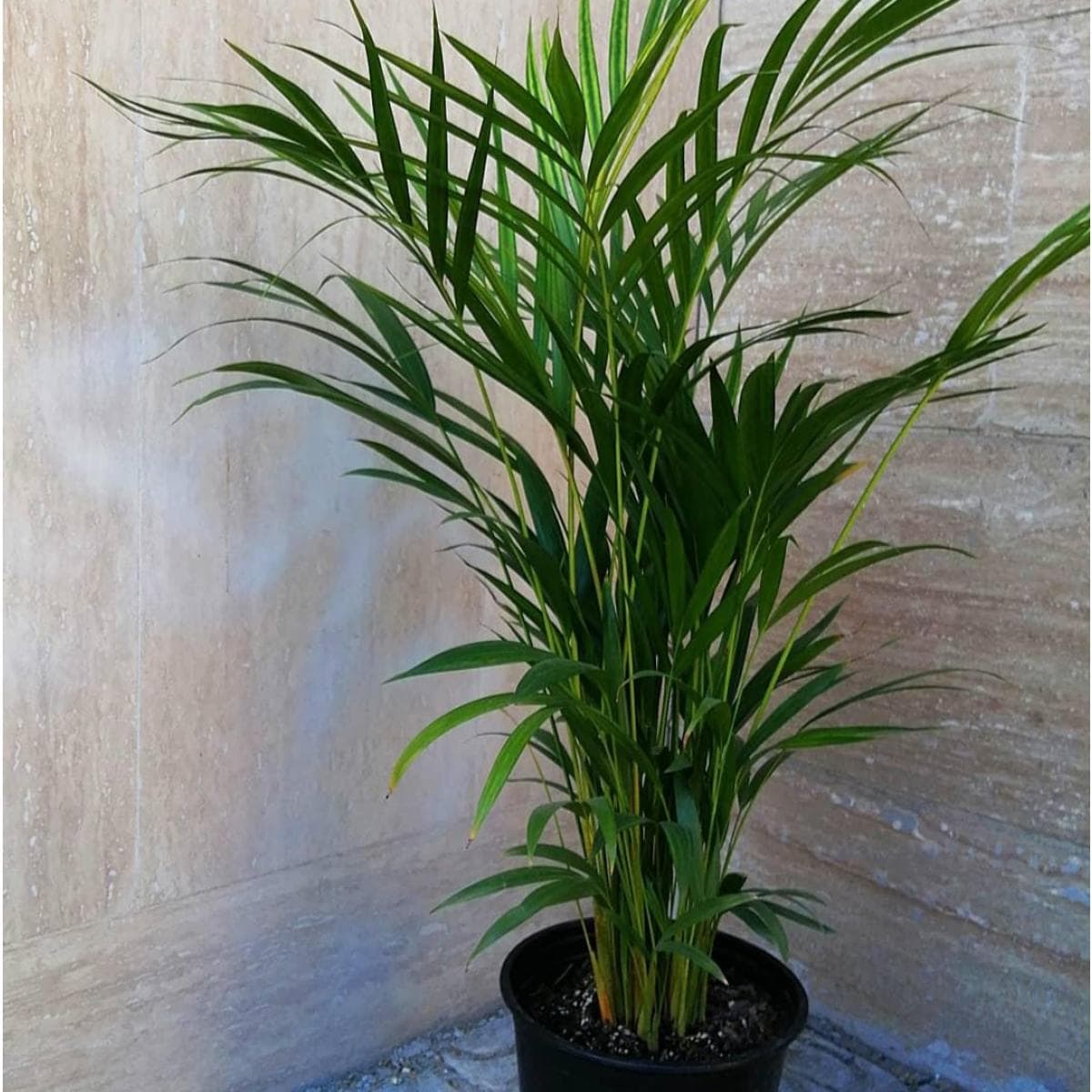 Growing and Caring for the Unsung Areca Palm Outdoors