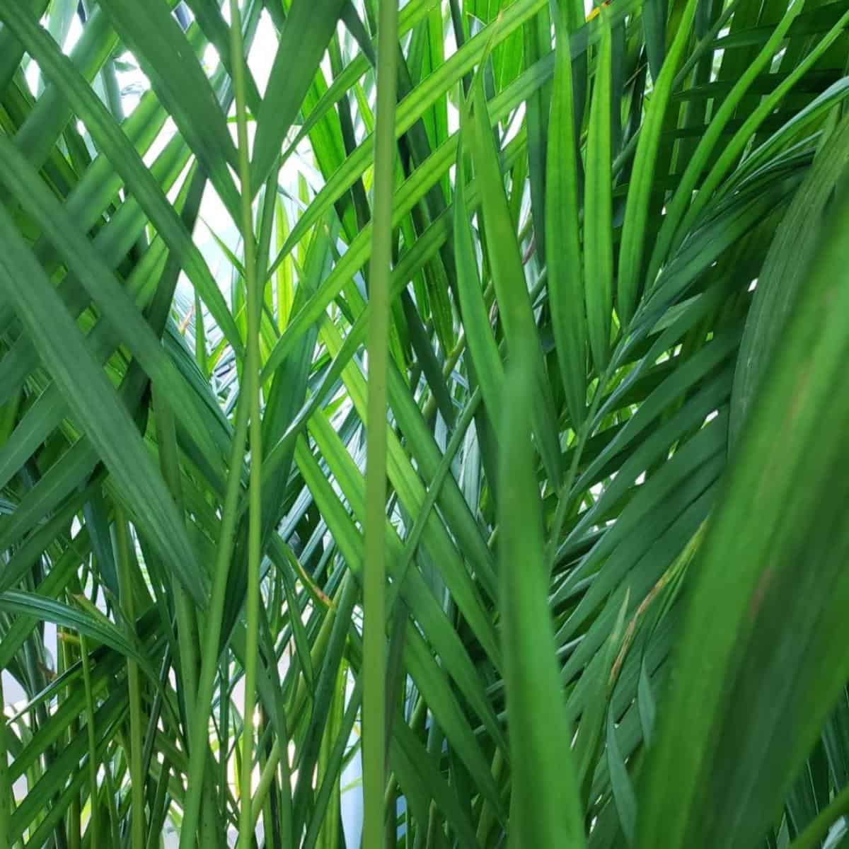 Growing and Caring for the Unsung Areca Palm Outdoors