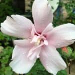 Watering Hibiscus Trees: How To Water Hibiscus Plants