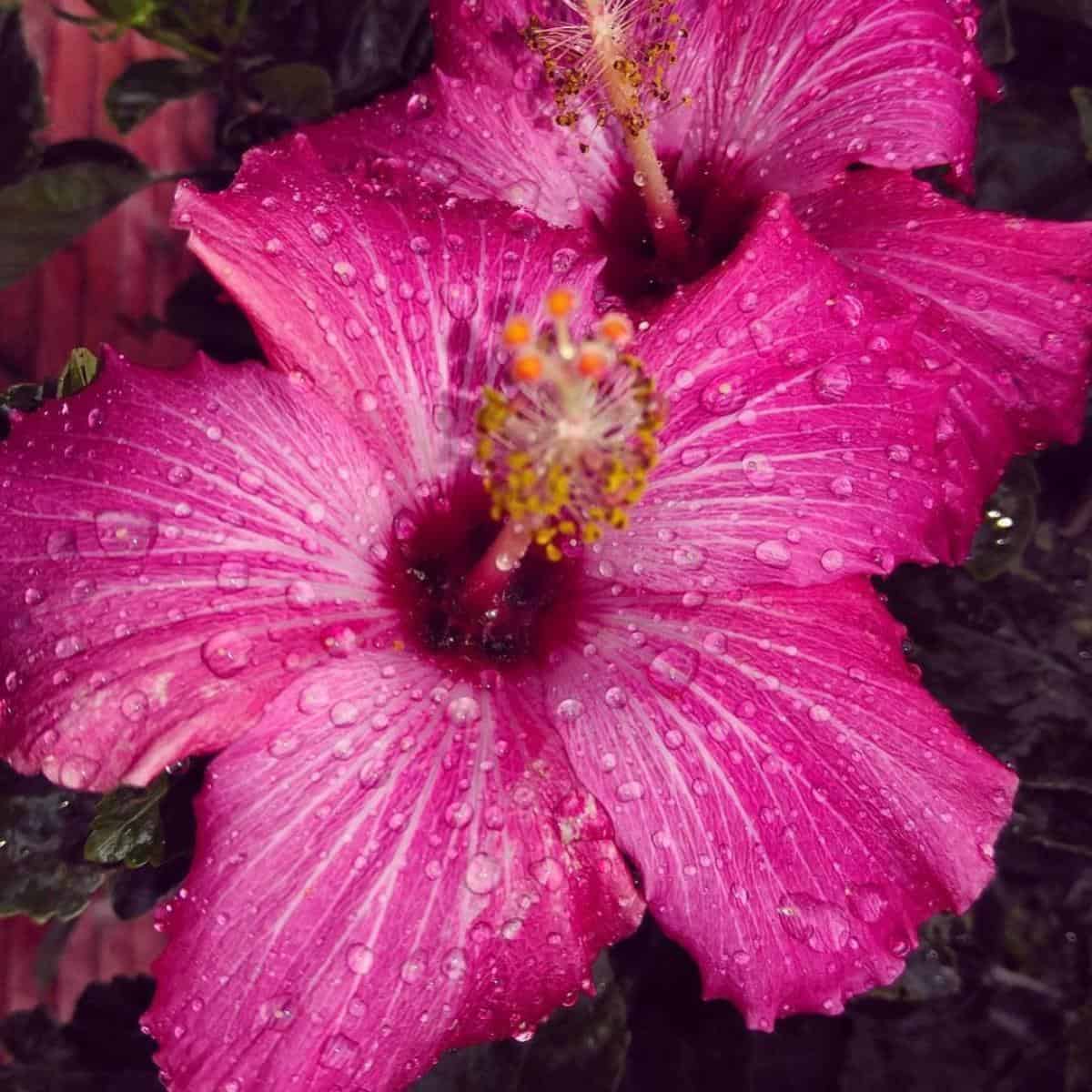 Watering Hibiscus Trees: How To Water Hibiscus Plants