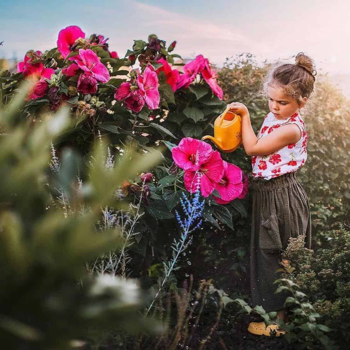 Watering Hibiscus Trees: How To Water Hibiscus Plants