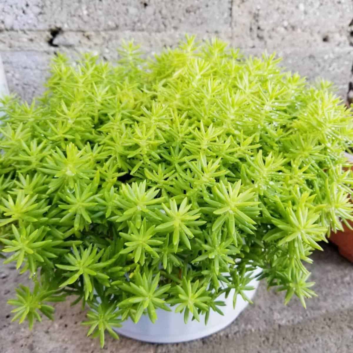 Sedum Angelina Care: Growing The Rocky Stonecrop